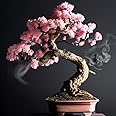 Amazon.com : Bonsai Tree Seeds - Japanese Cherry Blossom (10 Seeds ...