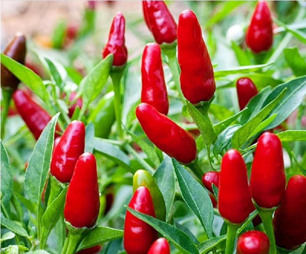 HMIDLEELLC shop Kenya | Buy HMIDLEELLC products online Kenya | Whizzcart