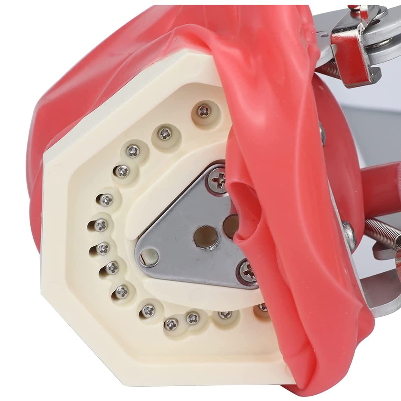 Mua Dental Simulator Mannequin Head- YOUYA DENTAL Typodont Teeth Model ...