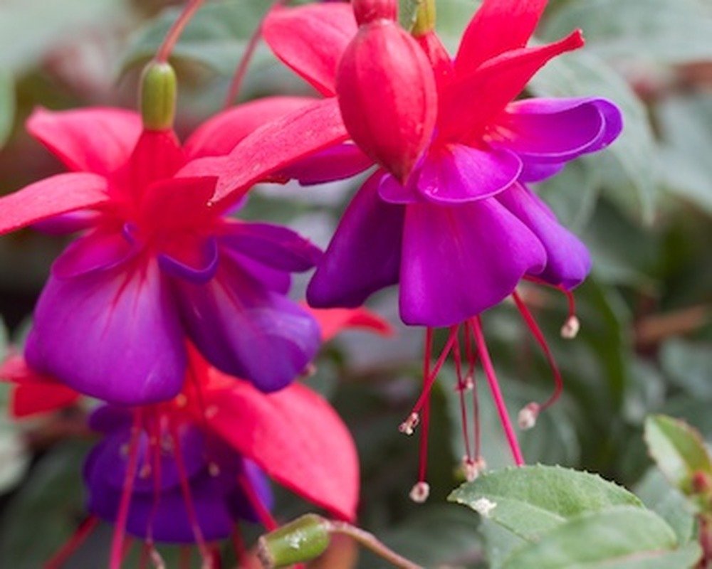 Fuchsia 'General Monk' (Fuchsia General Monk) 6 x 10.5cm pot: Amazon.co ...
