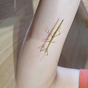 Living Twig Stick Insect Kit: Amazon.co.uk: Toys & Games