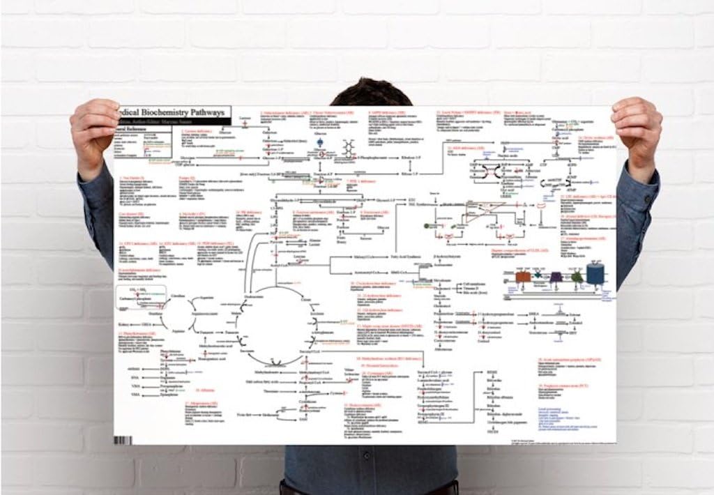 Amazon.com: Medical Biochemistry Pathways Poster (36 x 24 inches, Gloss ...