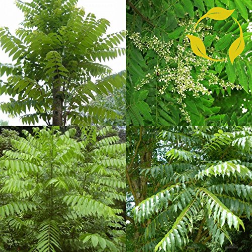 Buy CHINESE MAHOGANY Toona Sinensis 10,25,50,100,200 Online at ...