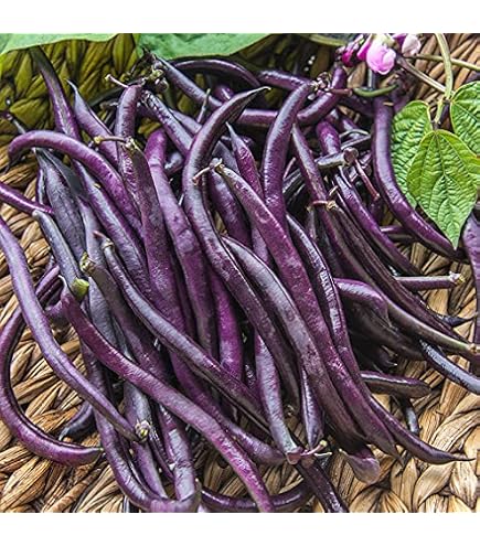 5 Variety Bush Bean Collection Heirloom Bush Bean Seed Collection - 5 ...