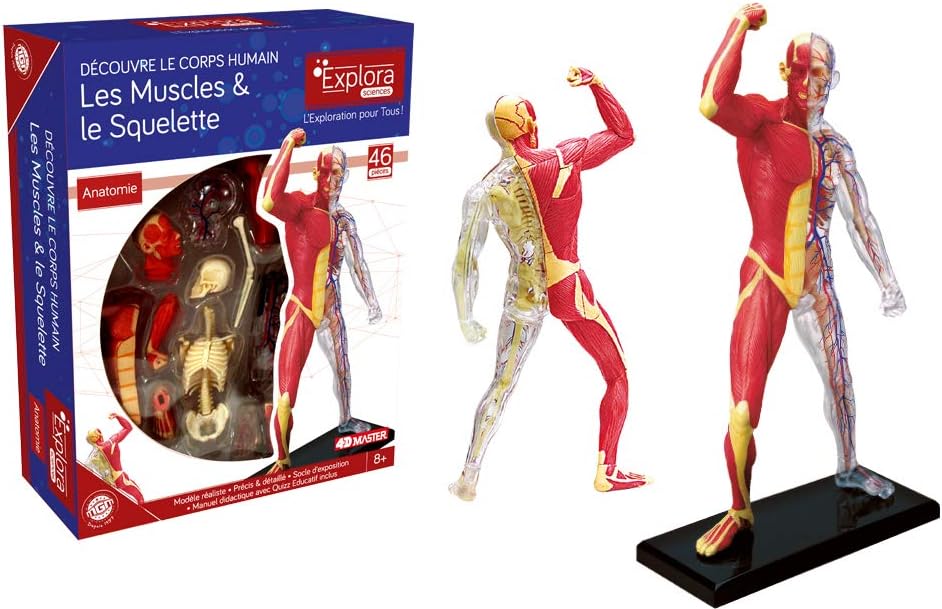 EXPLORA 546058 Realistic Model of 46 Pieces 19 cm Skeleton with ...