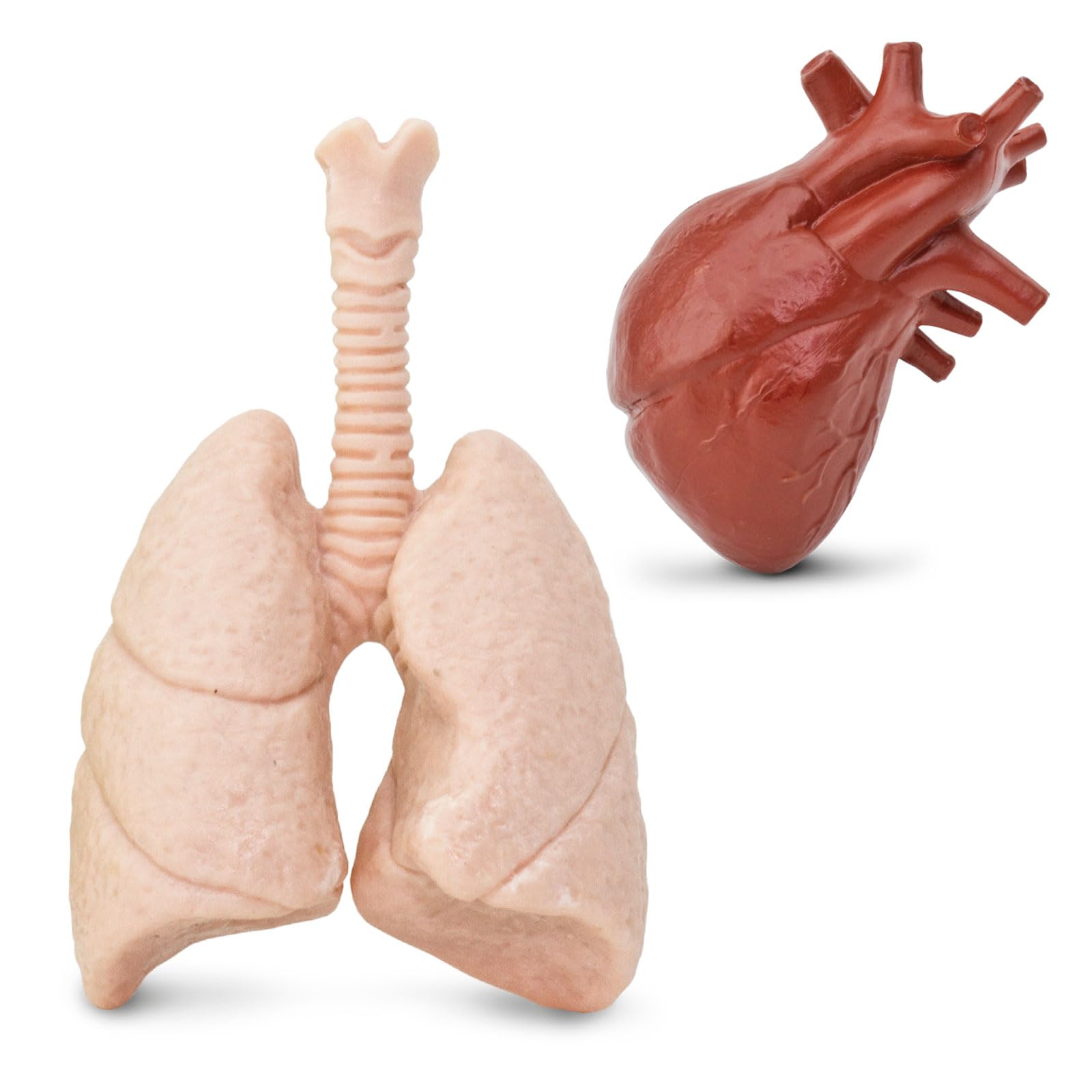 Mua Human Organs TOOB - 8 Mini Figurines Including Brain, Heart, Lungs ...