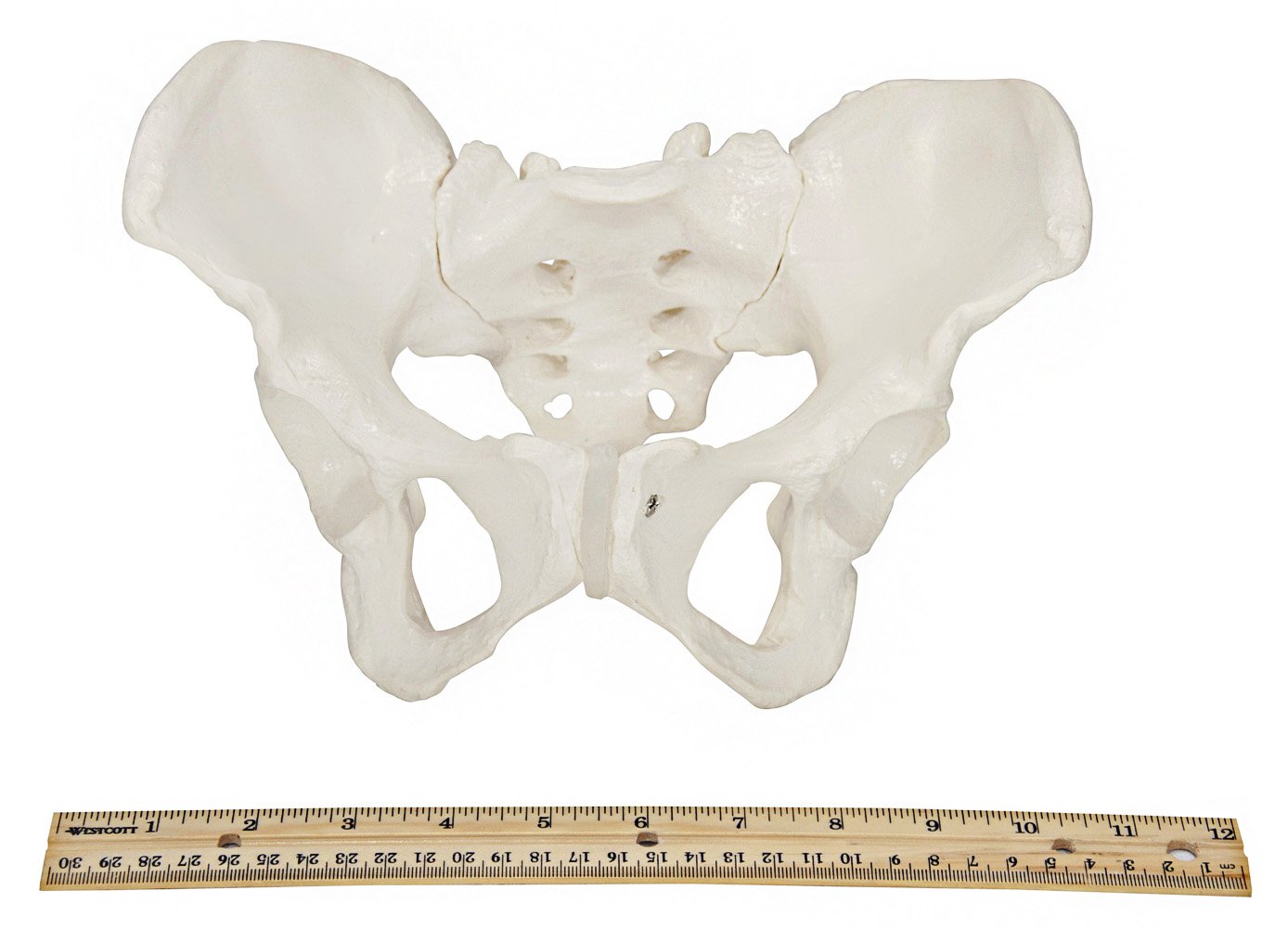Mua Axis Scientific Skeletal Model of The Female Pelvis | Anatomical ...