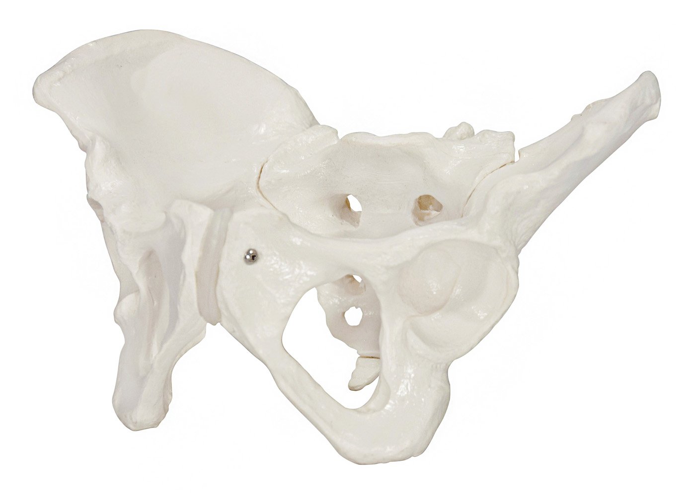 Mua Axis Scientific Skeletal Model of The Female Pelvis | Anatomical ...