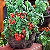 30 Dwarf Red Robin Tomato Seeds, Heirloom Non-GMO, Sweet, Low Acid ...
