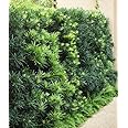 Amazon.com : Podocarpus Macrophyllus I 3 Large Gallon Size Plants I Japanese Yew I Live ...