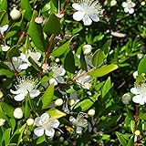 Myrtus communis - How to grow & care