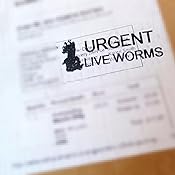 Tiger Composting Worms 50g by Wormcity Includes Caring for Your ...