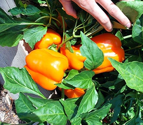 Orange King Bell Pepper