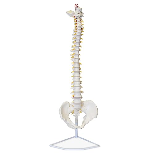MonMed Life Size Vertebral Column Model with Spinal Nerves, Skull Base ...