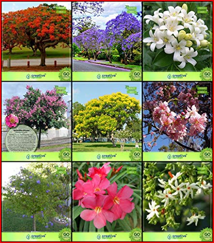 Buy OhhSome Seeds Garden Combo Tree Seeds : Jacaranda, Delonix Regia ...