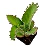 Live Kalanchoe Plants (2" Pot Beharensis Fang) in Oman | Whizz Cacti ...