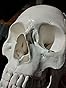 Medical Anatomical Human Skull Model High Quality, Classic, 3-part ...