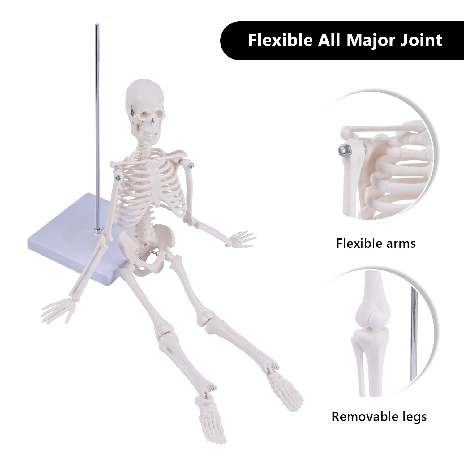 Mua NLShan Human Skeleton Model for Anatomy: Scientific Model with ...