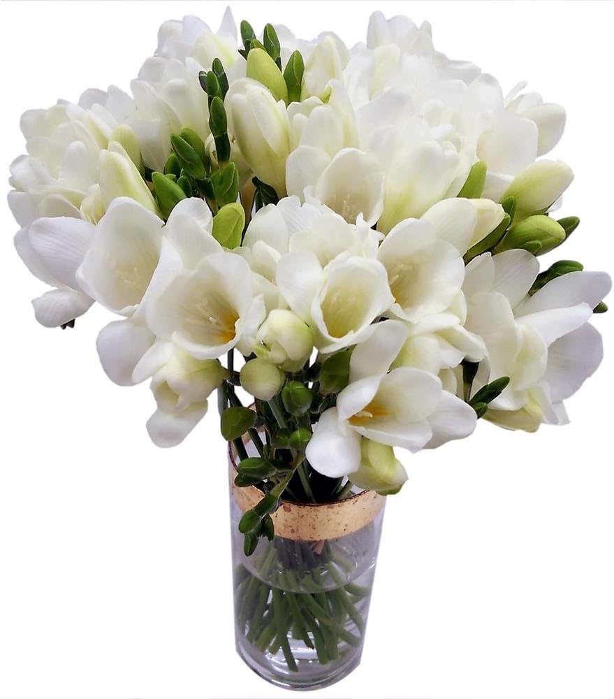 Clare Florist Elegant White Freesia Fresh Flower Bouquet - 20 Beautiful ...