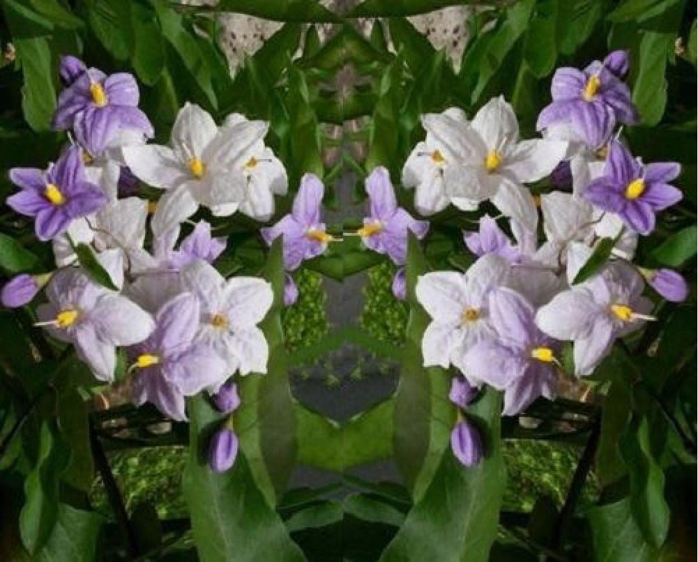 Solanum Jasminoides Blue Climbing Plant 3-4FT Supplied in a 3 L Pot ...