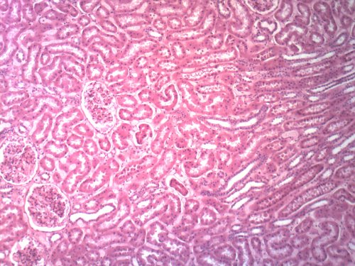 Prepared Microscope Slides (50-Count) Histology Human Tissue Study ...