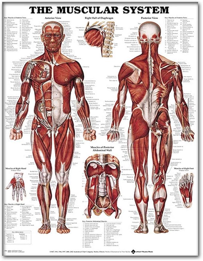 Rocita Wall Chart Muscular System Lifelike in Anatomical Silk Fabric ...