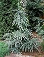 Amazon.com : Karl Fuchs Deodar Cedar 3 - Year Live Tree : Pine Trees ...
