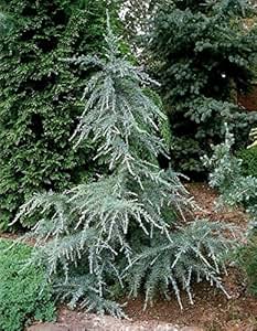 Amazon.com : Karl Fuchs Deodar Cedar 3 - Year Live Tree : Pine Trees ...