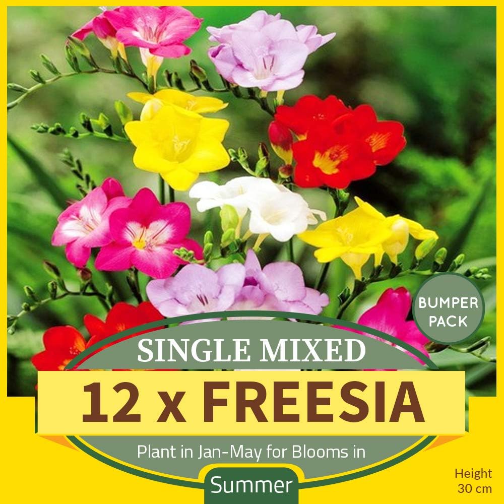 12 x Single Mixed Freesia – Great to Plant in containers, windowsills ...
