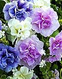Petunia - How to grow plants