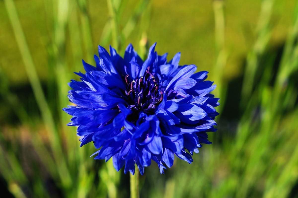 100 Centaurea Cyanus Blue Boy Seeds - Blue Cornflower/Corn Flower - 100 ...