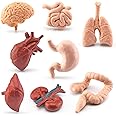 Amazon.com: 8 Pcs Human Organ Model Mini Body Parts Anatomical Figure ...