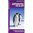 Antarctic Wildlife: A Folding Pocket Guide to Familiar Species of the ...