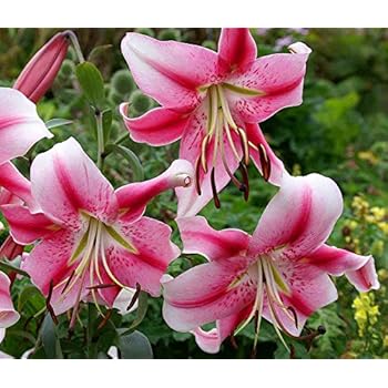 Amazon.com : (3) Anastasia Giant Orienpet Lily Bulbs, Spectacular Flowering Perennial Plant ...