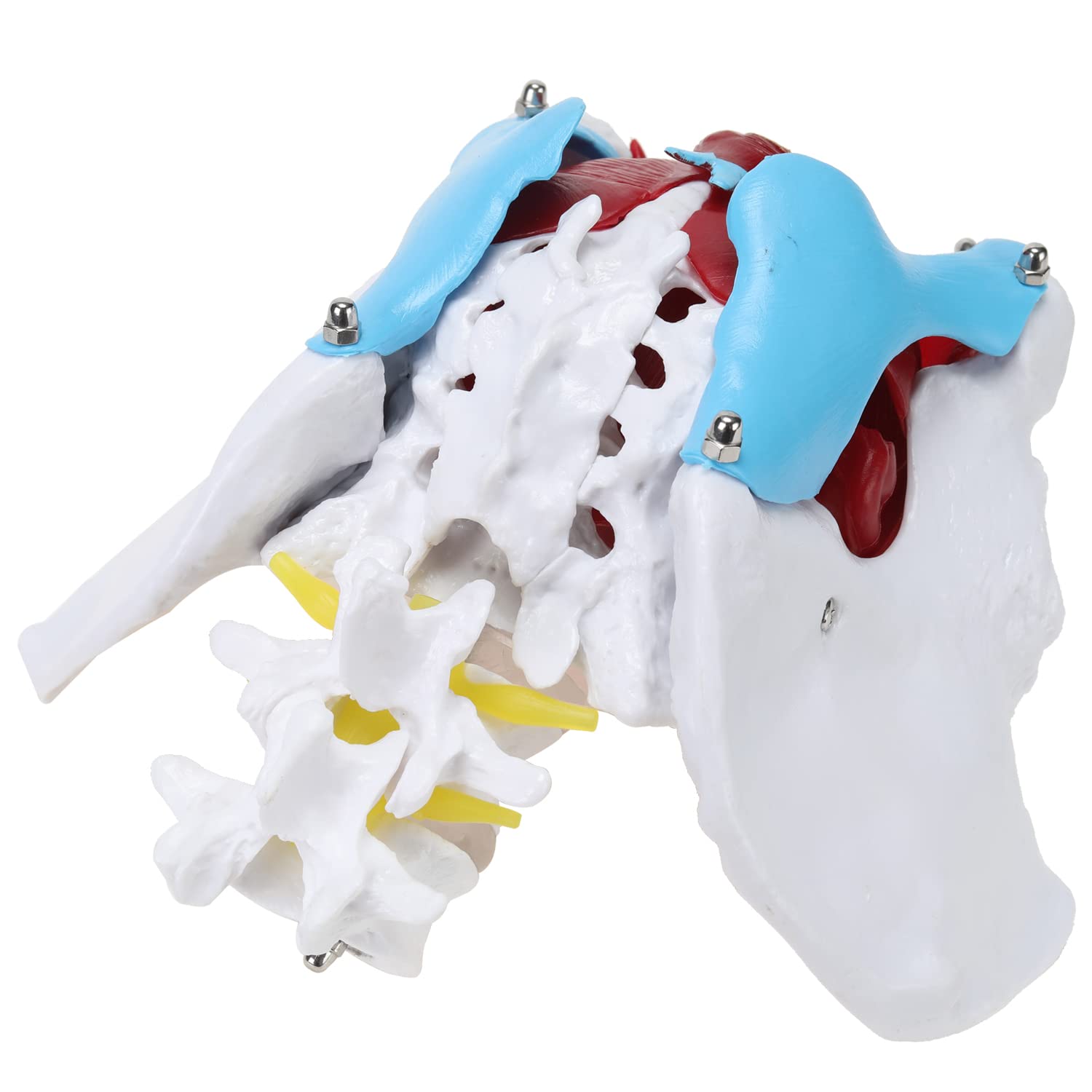 Mua MIIRR Female Pelvis and Perineum Model with Detachable Organs ...
