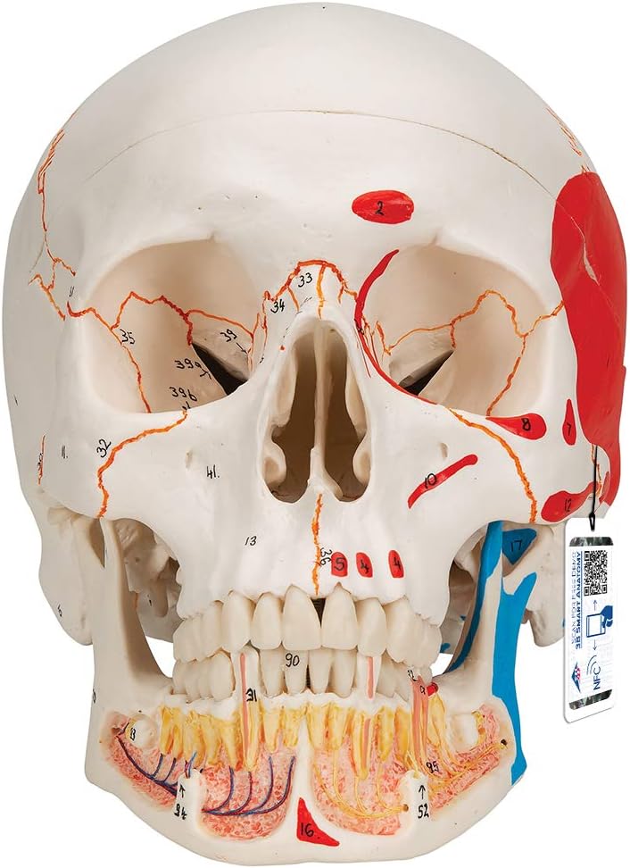 Amazon.com: 3B Scientific Classic Skull: Health & Personal Care