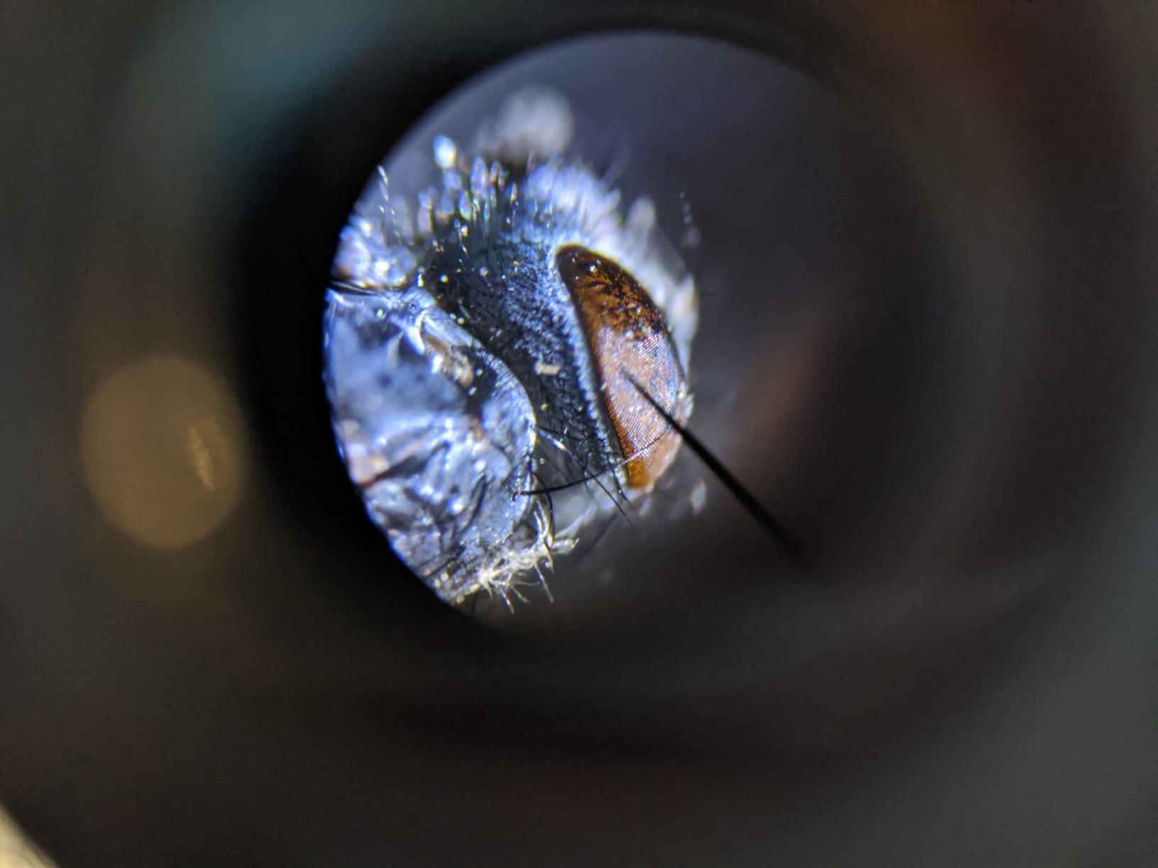 $15/mo - Finance Swift Compound Monocular Microscope SW200DL with 40X ...