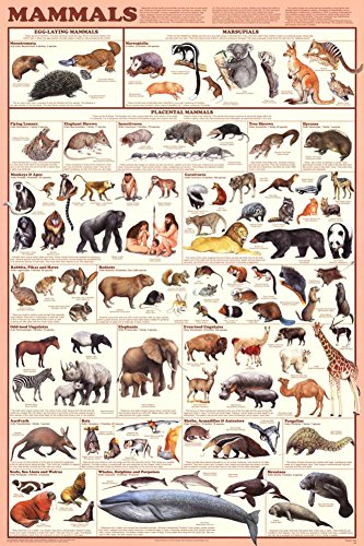 Laminated Mammals Educational Animal Chart Poster Laminated Poster 24 x ...