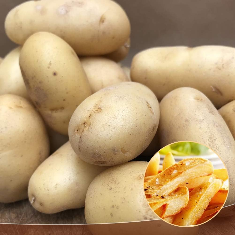 10 x Seed Potatoes Maris Piper- Best for Chips – Grow in Your Beautiful ...