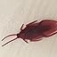 Amazon.com: 12- Fake Roaches Prank - Cockroach Bugs Look Real: Toys & Games