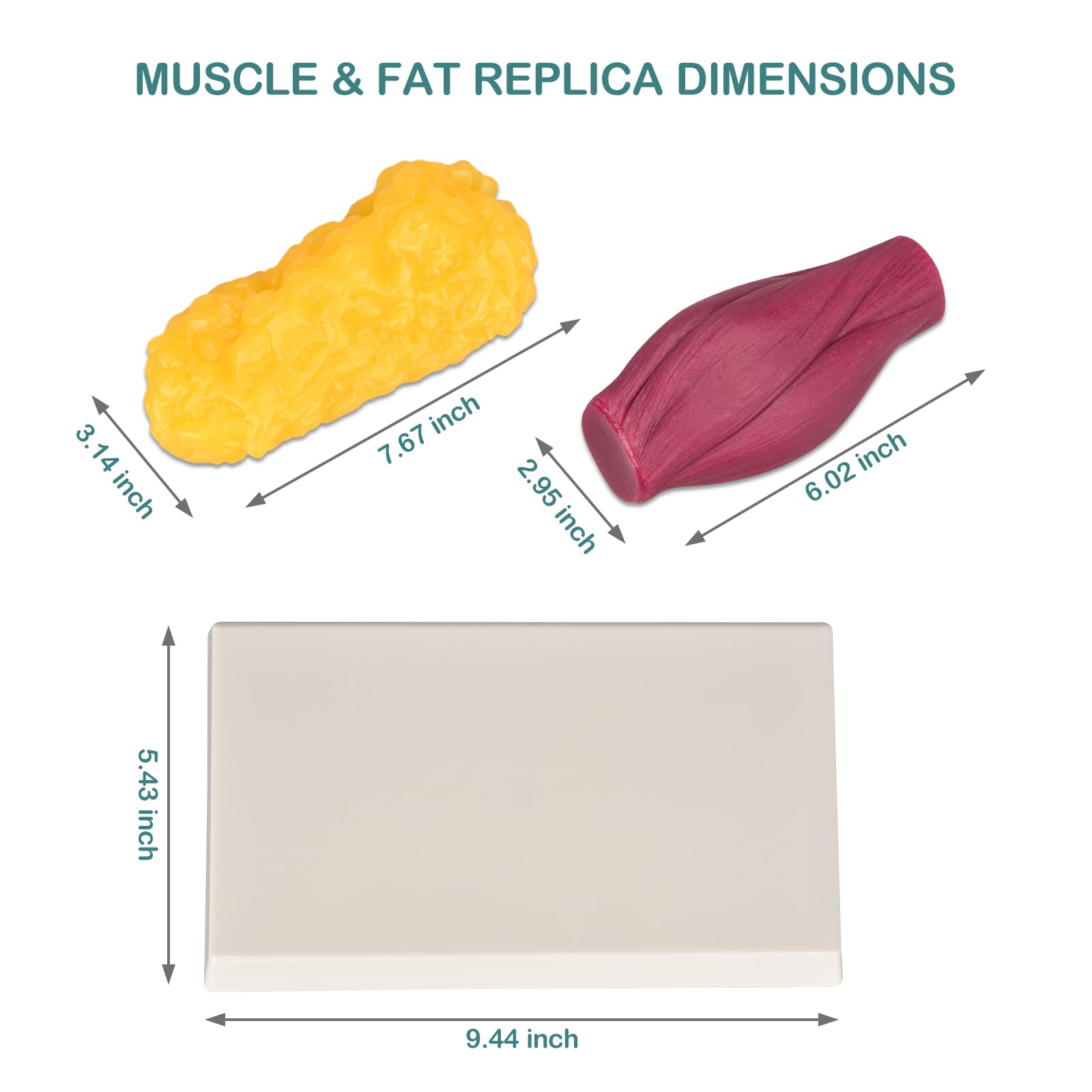Mua Human Body Muscle & Fat Replica 1lb with Display Base, Silicone ...