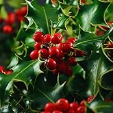 Amazon.com : Weeping Yaupon Holly Plant Live for Planting 4 to 6 Inch ...