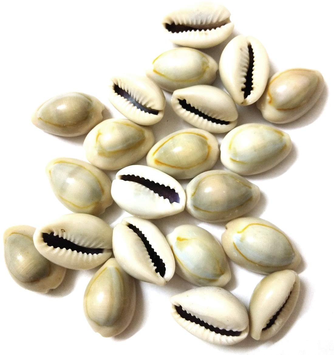 DS Natural Kawdi, Kaudi, Kowdi, Cowrie, Koudi, Kodi Shells Stone Packet ...
