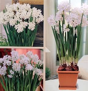 Amazon.com : Paperwhite Flowers Growing Kit - Blooms in 30 days! : Live ...