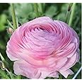Amazon.com : Easy to Grow Italian Ranunculus 'Elegance Bianco' Plant ...