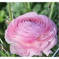 Amazon.com : Pink Italian Ranunculus Elegance Rose Chiaro | Beautiful ...