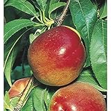 Nectarine tree - How to grow & care