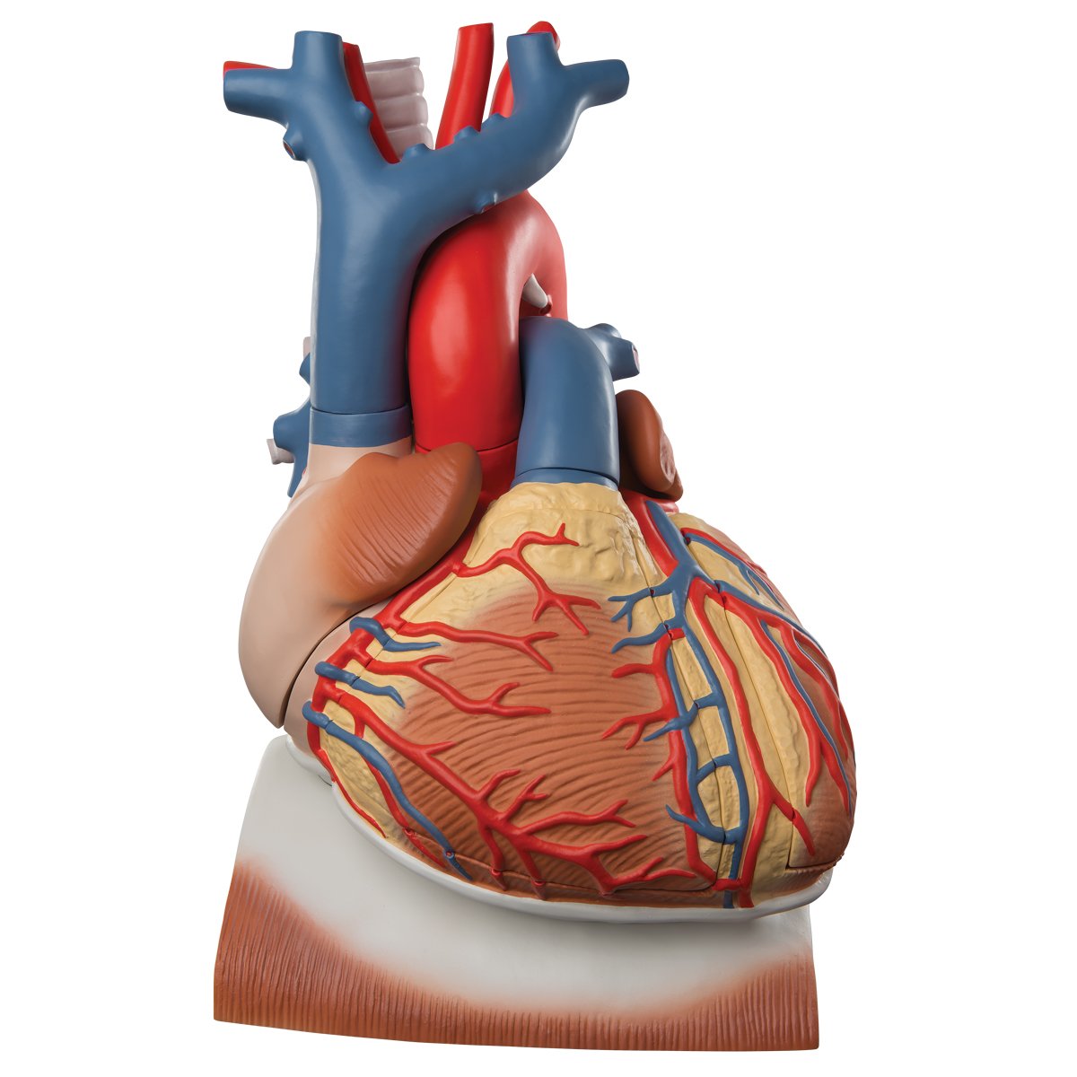 Mua Large heart model, can be broken down to observe the inner ...