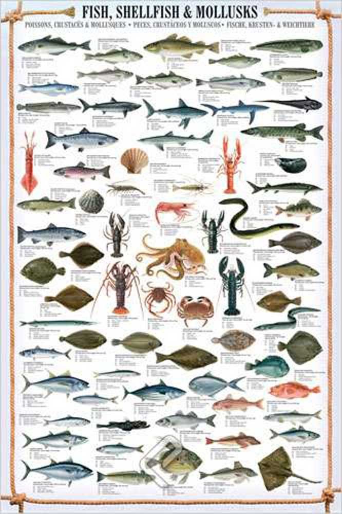 Educational Shellfish & Mollusks - Fische Fische Krusten und Weichtiere ...