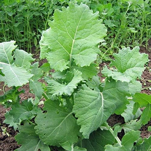 Dwarf Siberian Improved Kale Seeds for Planting -1000 Seeds: Amazon.ca ...